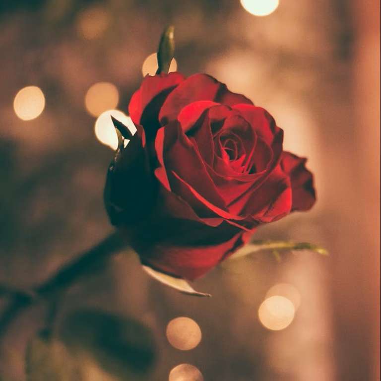 Valentines Day 2026 - Puffin Cottage Holidays